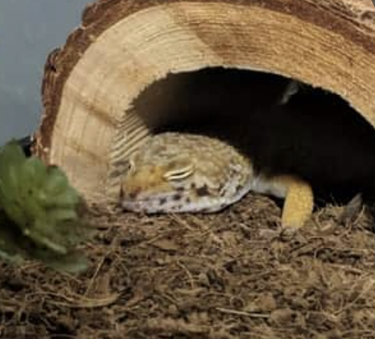 Are geckos, ostriches, red-shirted guys and women named Flo headed for ...